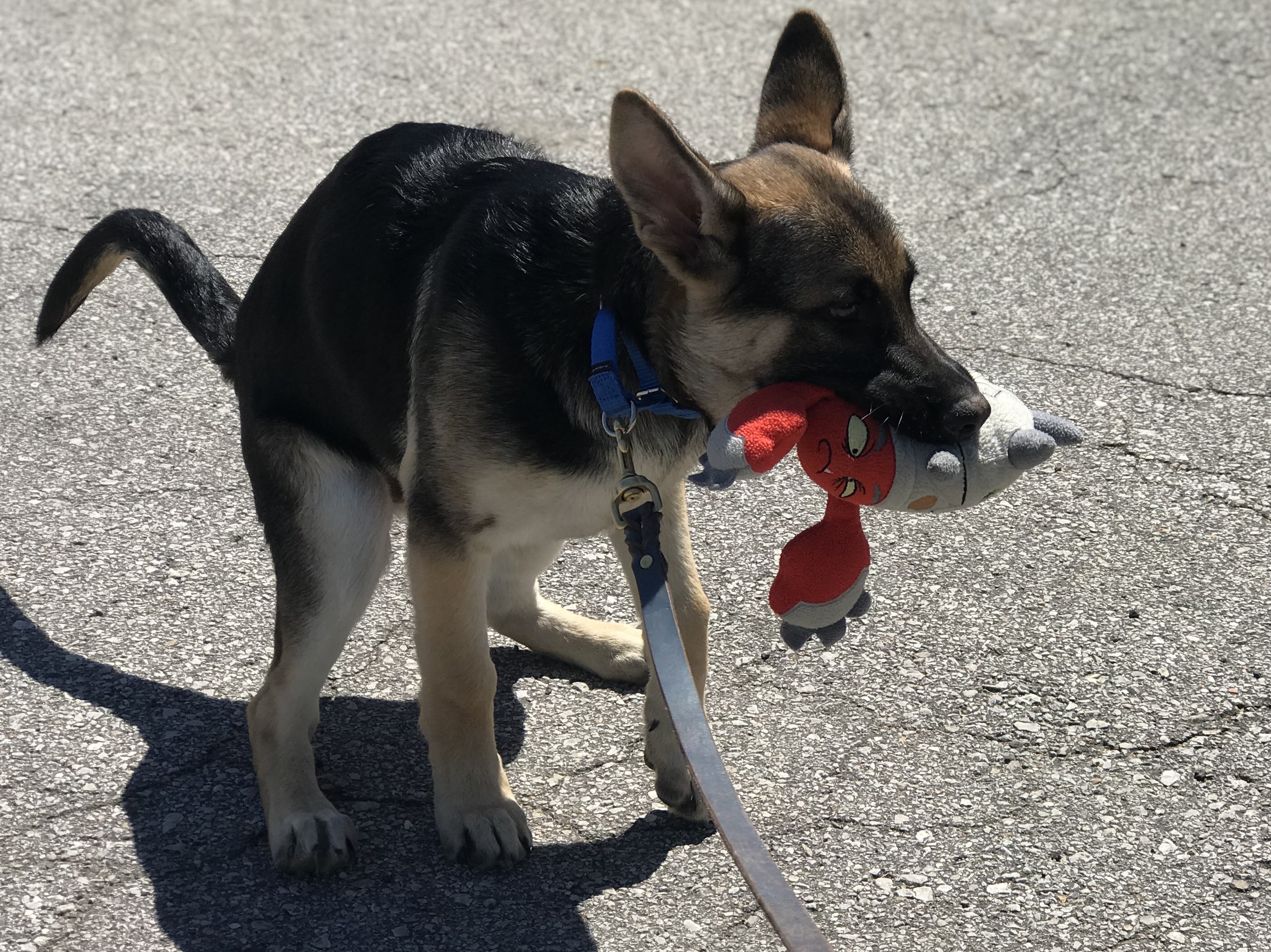 National Poop Day 2025 | Canine Solutions